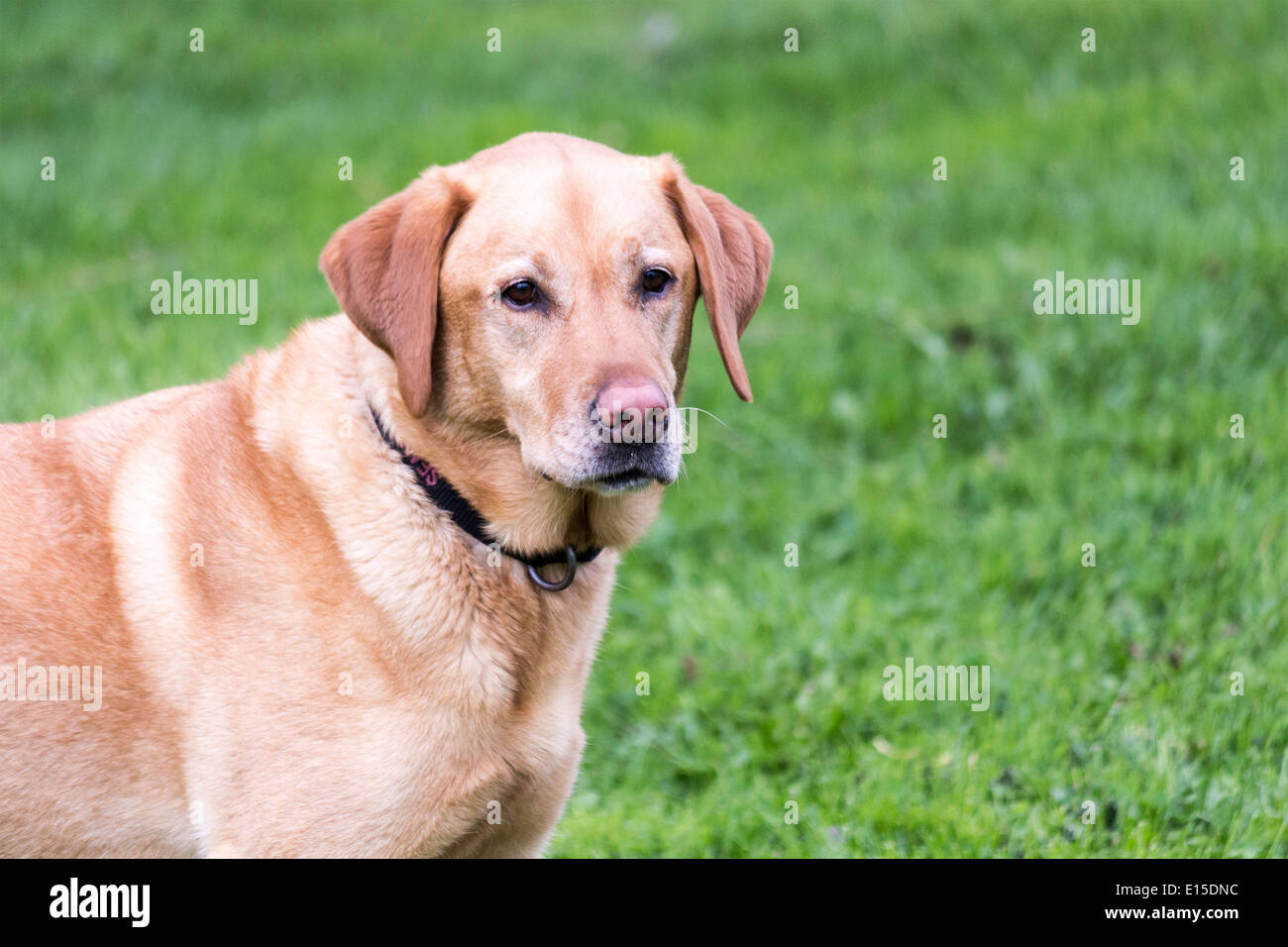 Yellow Labrador Retriever dog looking alert Stock Photo - Alamy