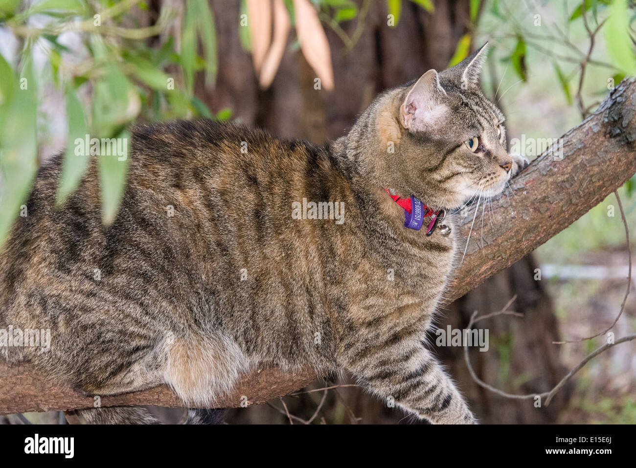 Pretty tabby cat in tree climbing relaxing seductive in garden setting ...