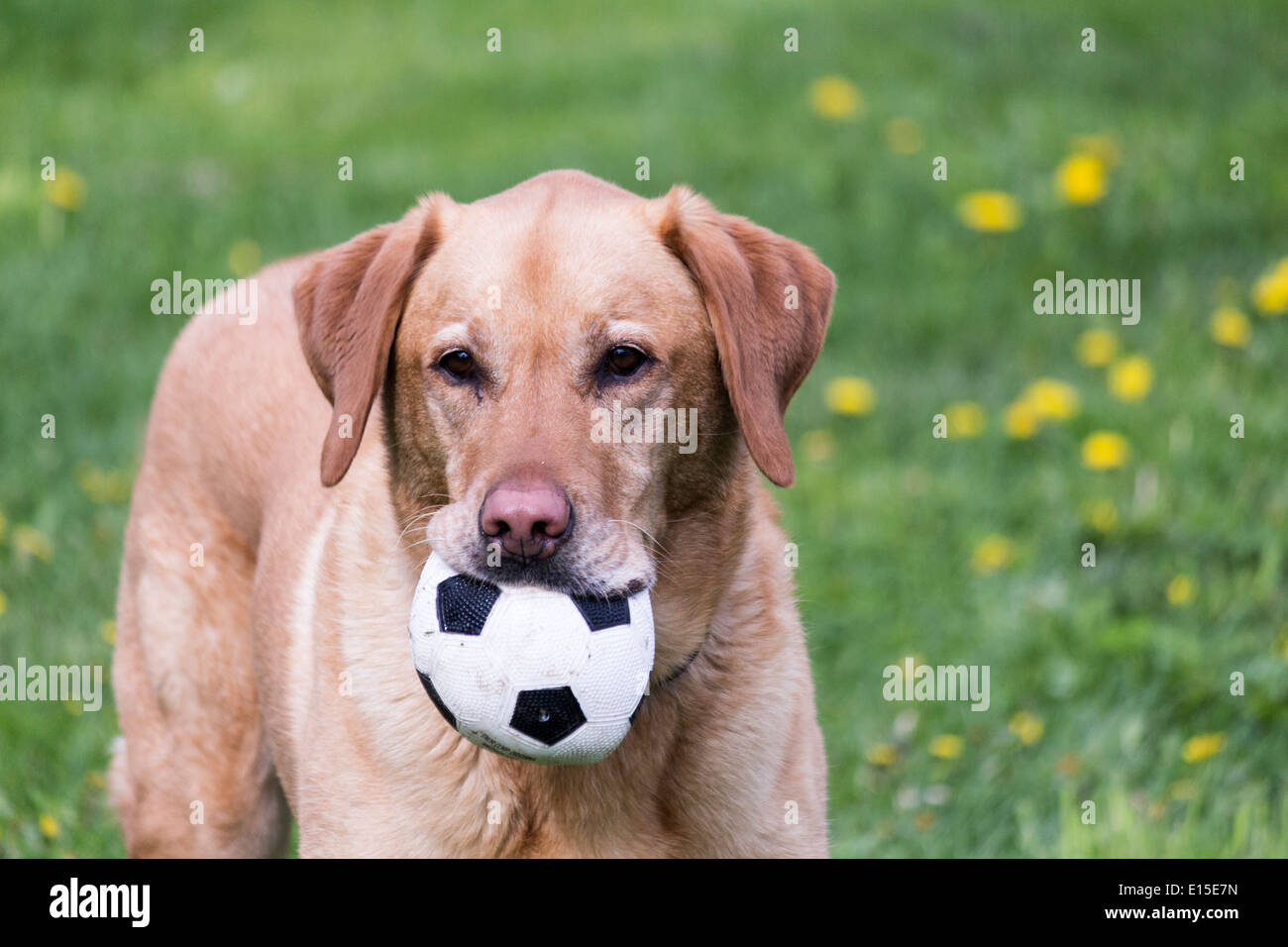 Yellow Labrador Retriever dog with soccer ball in its mouth looking at ...