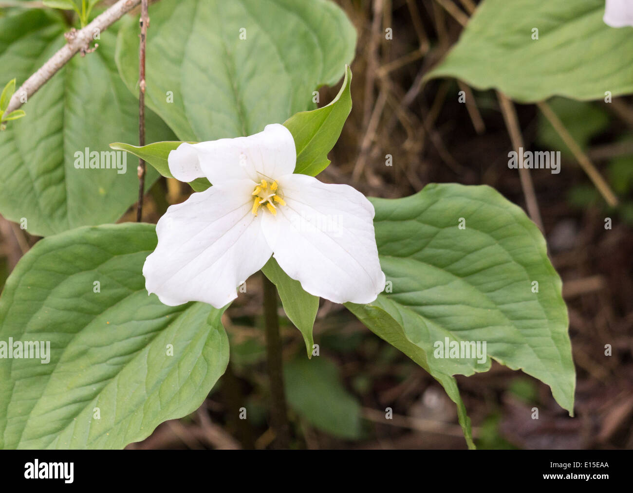 Trillium flower ontario hi-res stock photography and images - Alamy