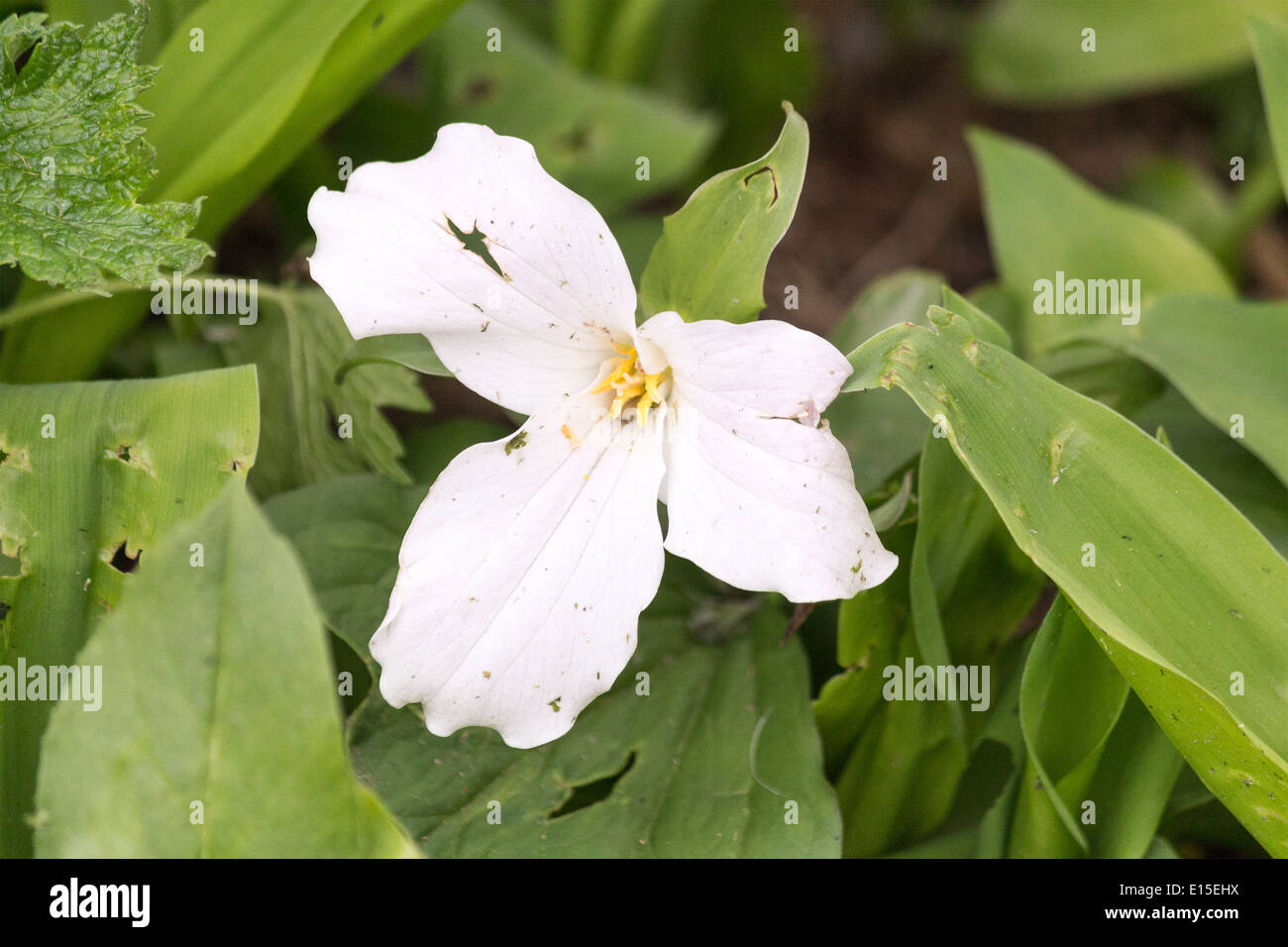 Wild Trillium flower with torn petals Stock Photo - Alamy