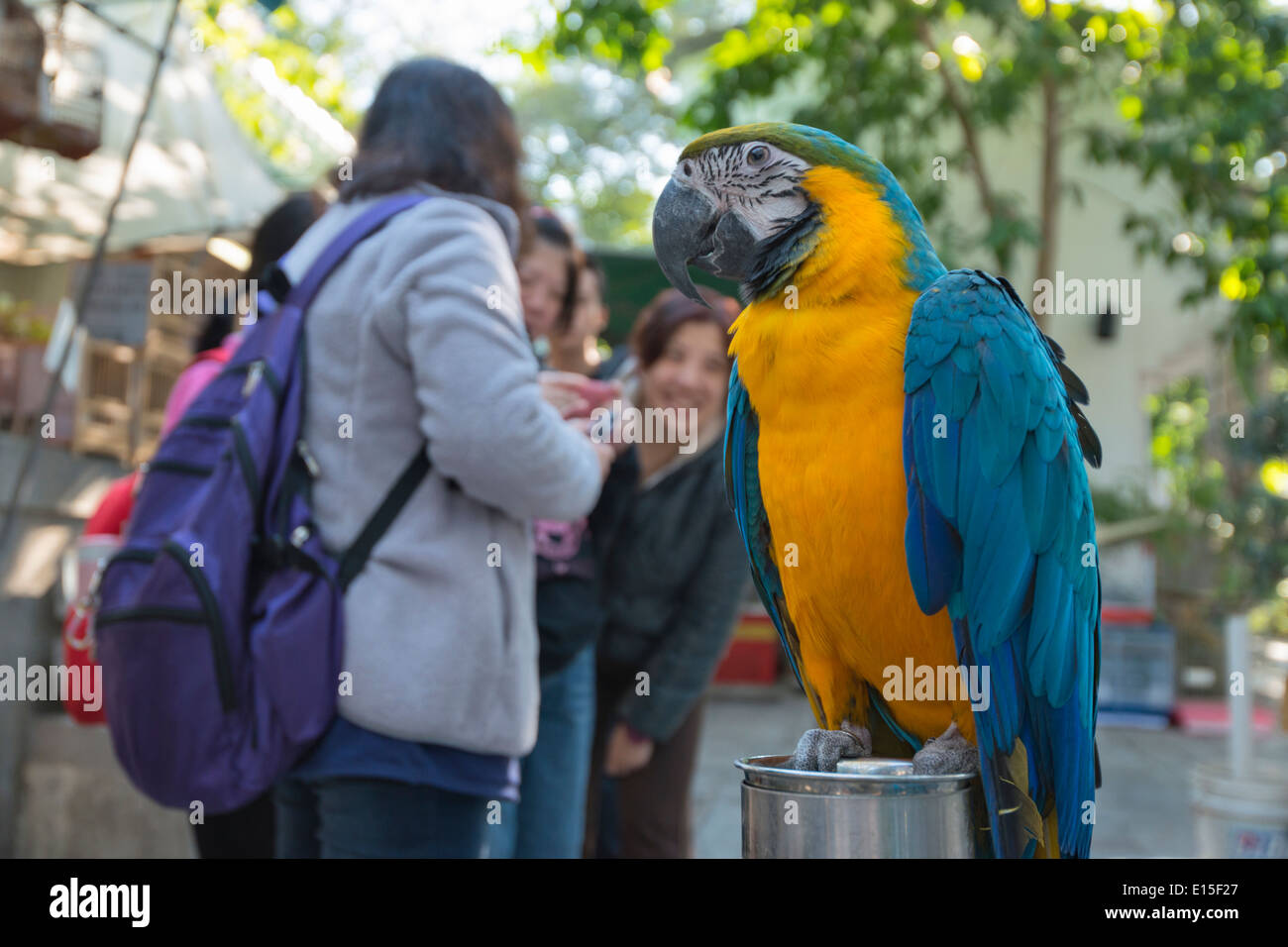 Animal po hi-res stock photography and images - Alamy