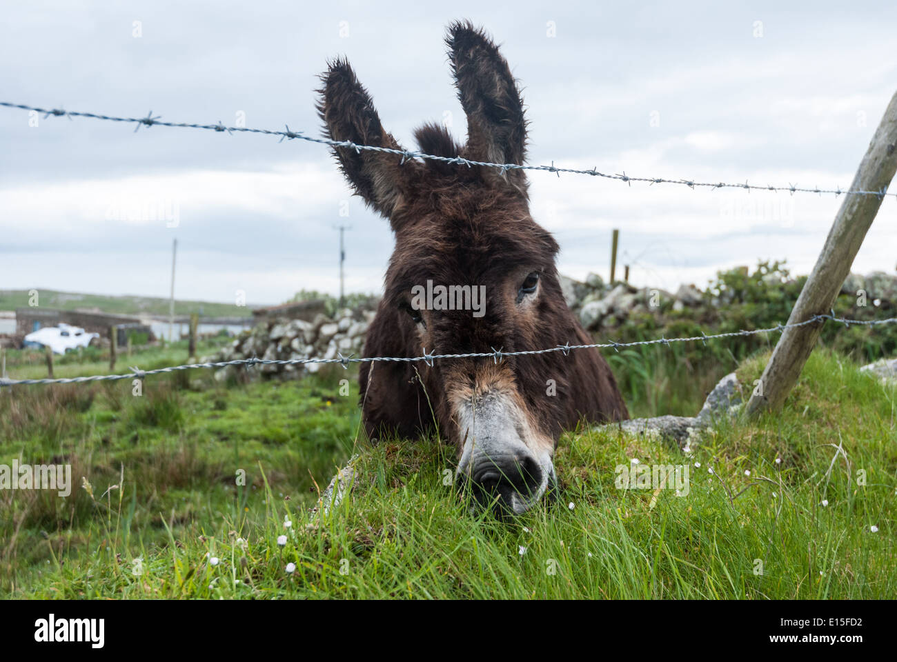 Donkey in field hi-res stock photography and images - Alamy