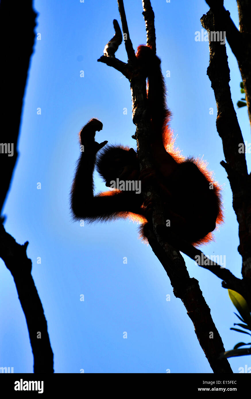 Orangutan holding onto tree hi-res stock photography and images - Alamy