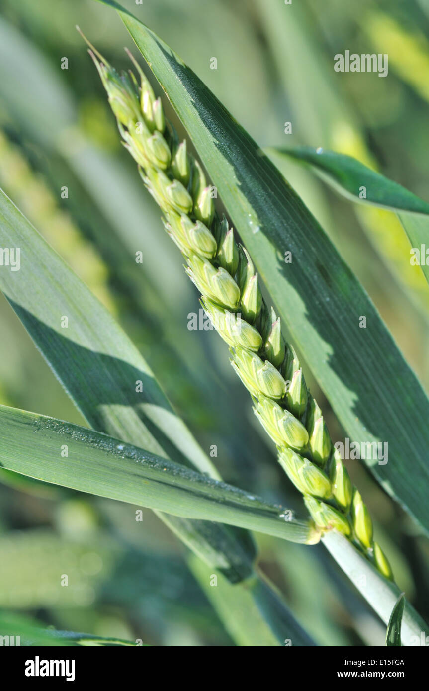 Cereal foliage hi-res stock photography and images - Alamy