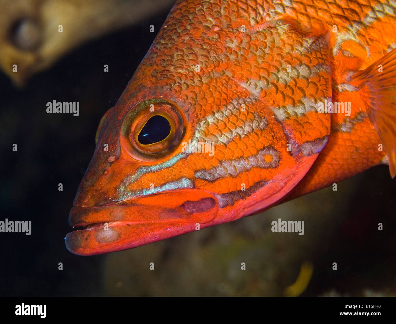 Mediterranean grouper portrait Stock Photo - Alamy