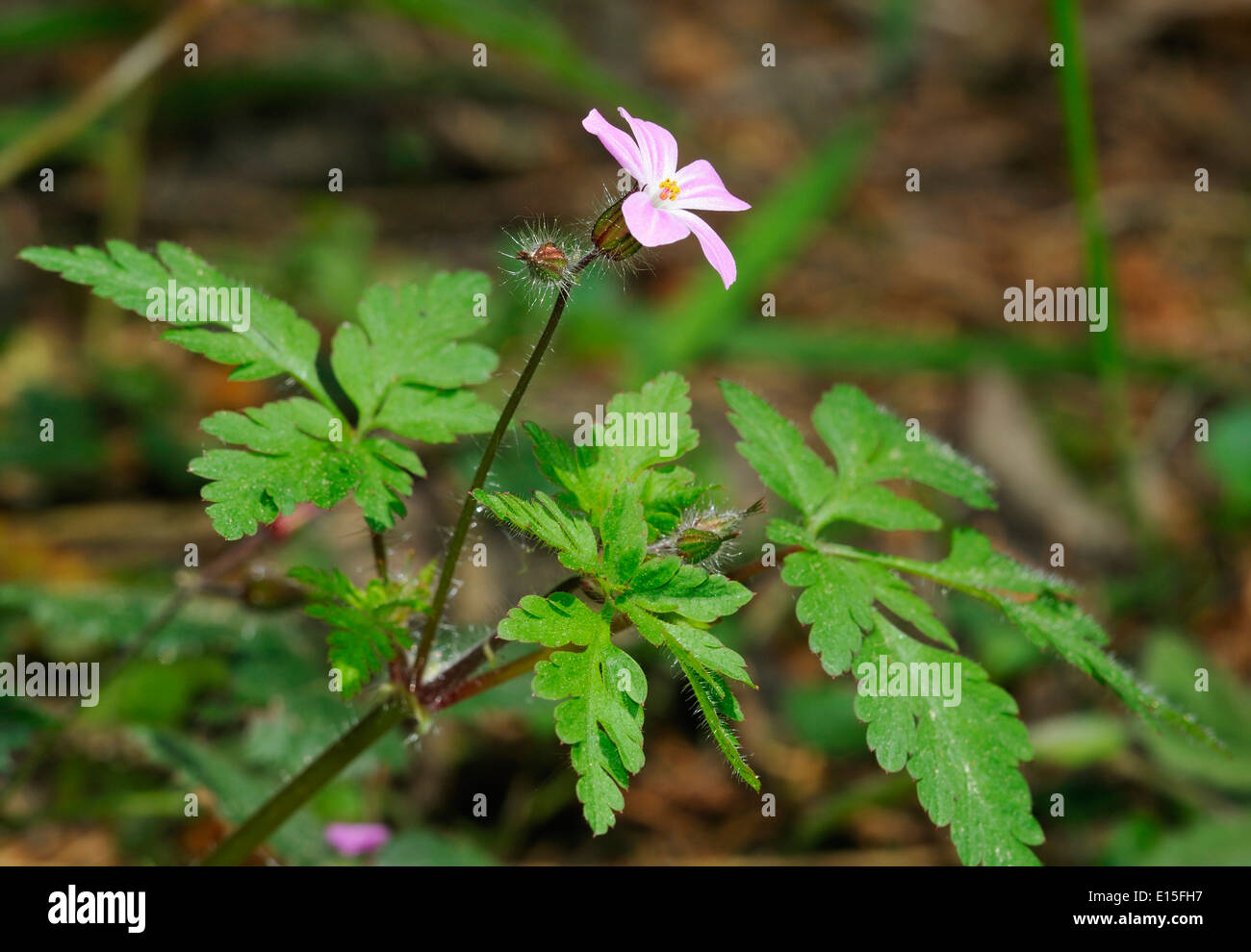 Herb-robert - Geranium robertianum Stock Photo - Alamy
