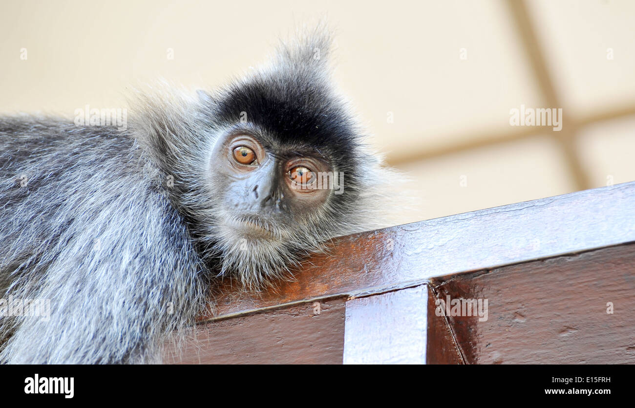 Monkey big eyes Stock Photo - Alamy