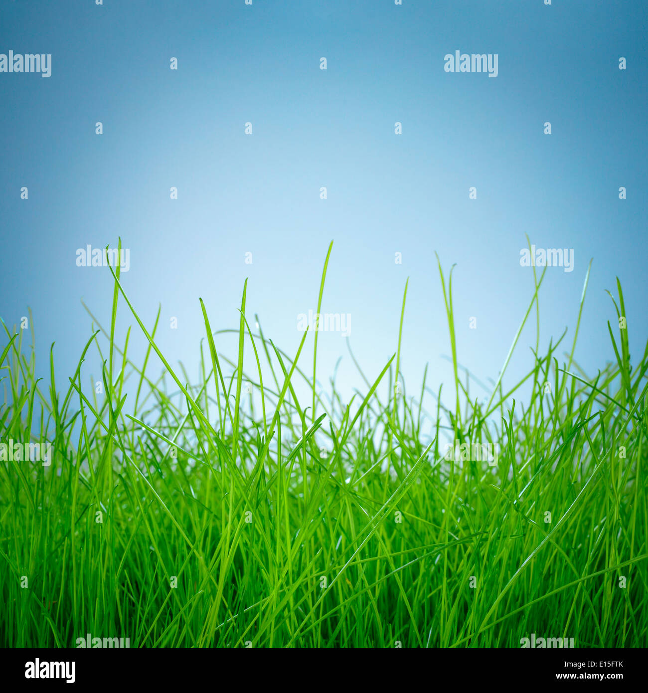 Green grass background grass hi-res stock photography and images - Alamy