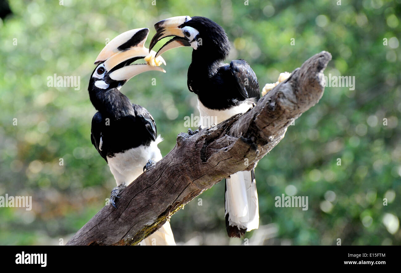 Animal friends help birds hi-res stock photography and images - Alamy