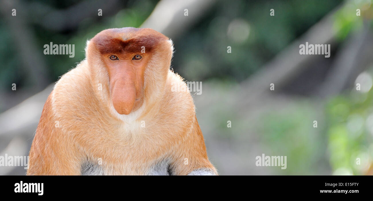 proboscis monkey in Borneo Stock Photo - Alamy