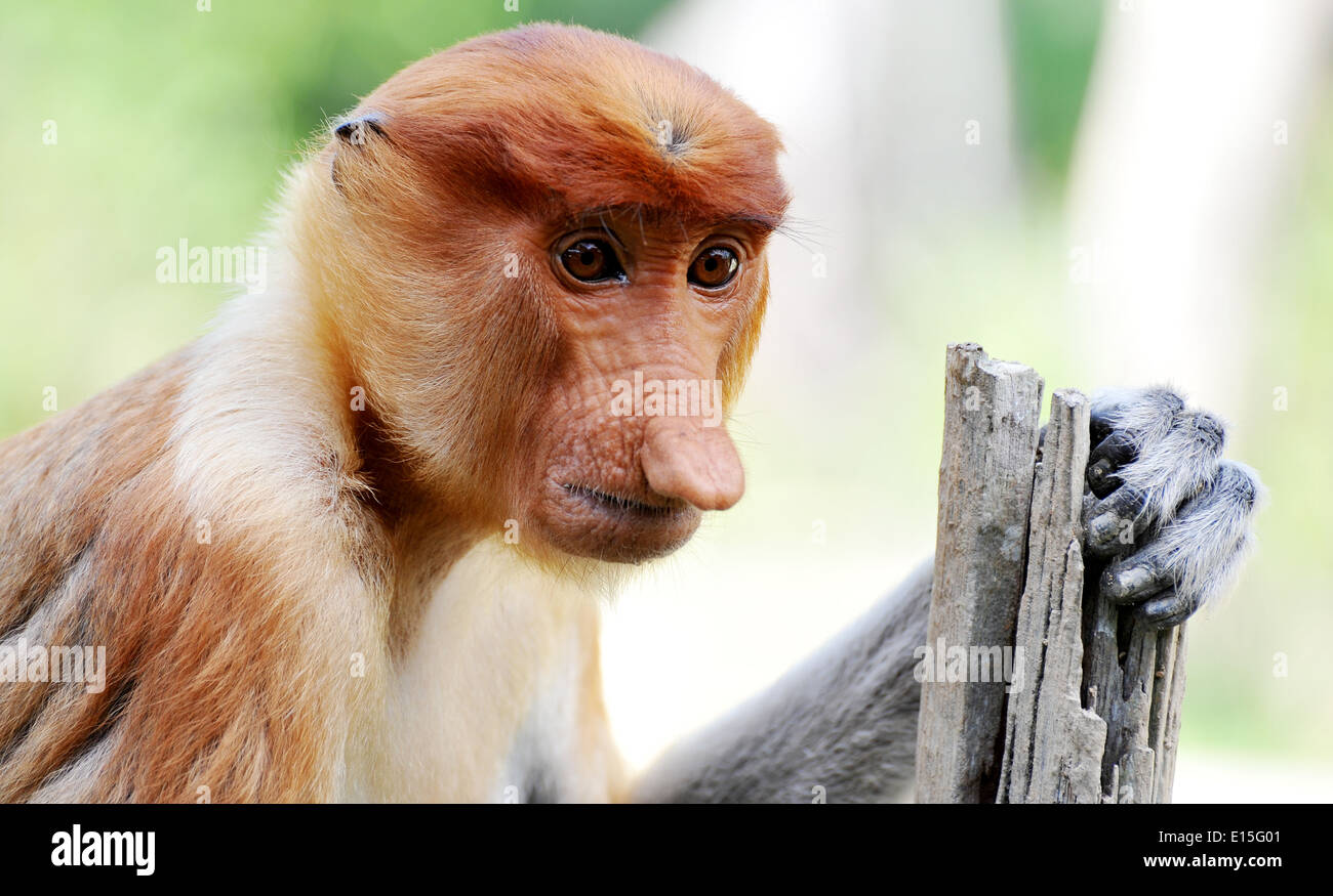 proboscis monkey in Borneo Stock Photo - Alamy