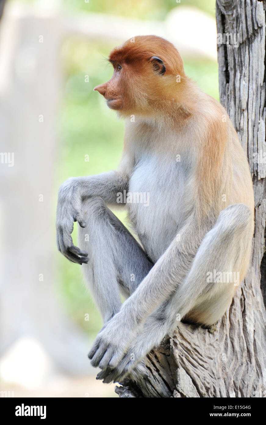 proboscis monkey in Borneo Stock Photo - Alamy