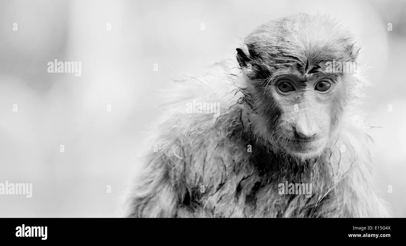 Proboscis monkey young Black and White Stock Photos & Images - Alamy