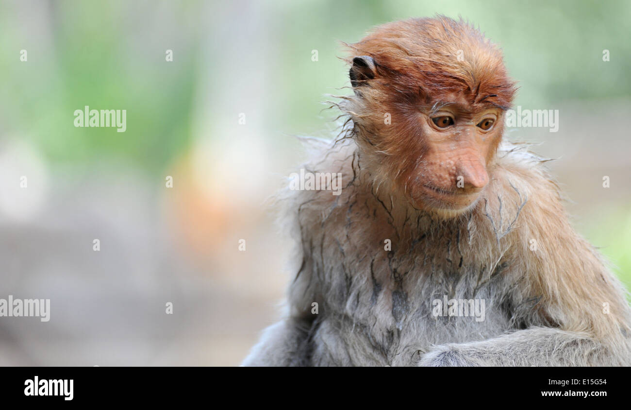 Monkey holding nose hi-res stock photography and images - Alamy