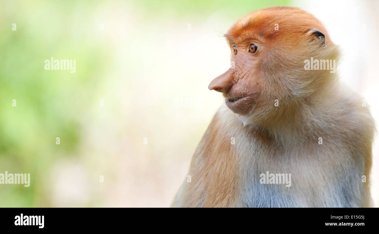 proboscis monkey in Borneo Stock Photo - Alamy