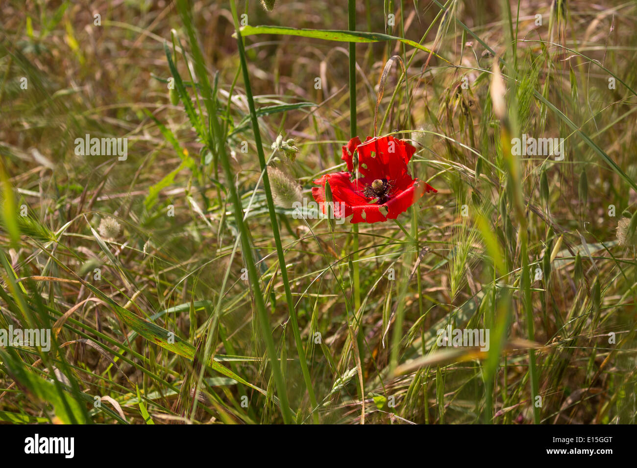 Red poppy on green weeds field Stock Photo - Alamy