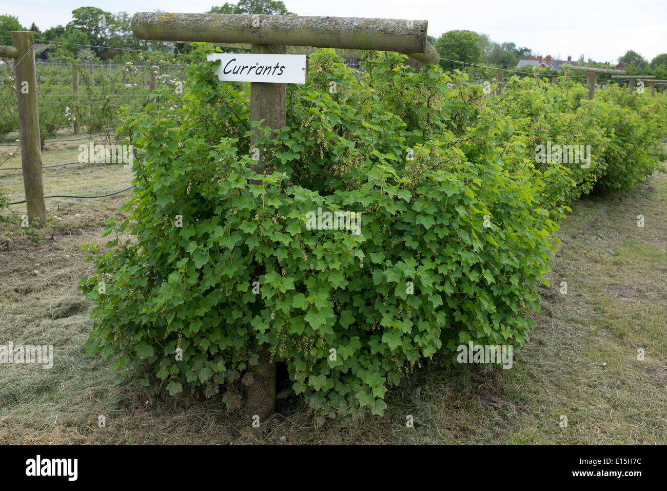 Garden nursery hi-res stock photography and images - Alamy