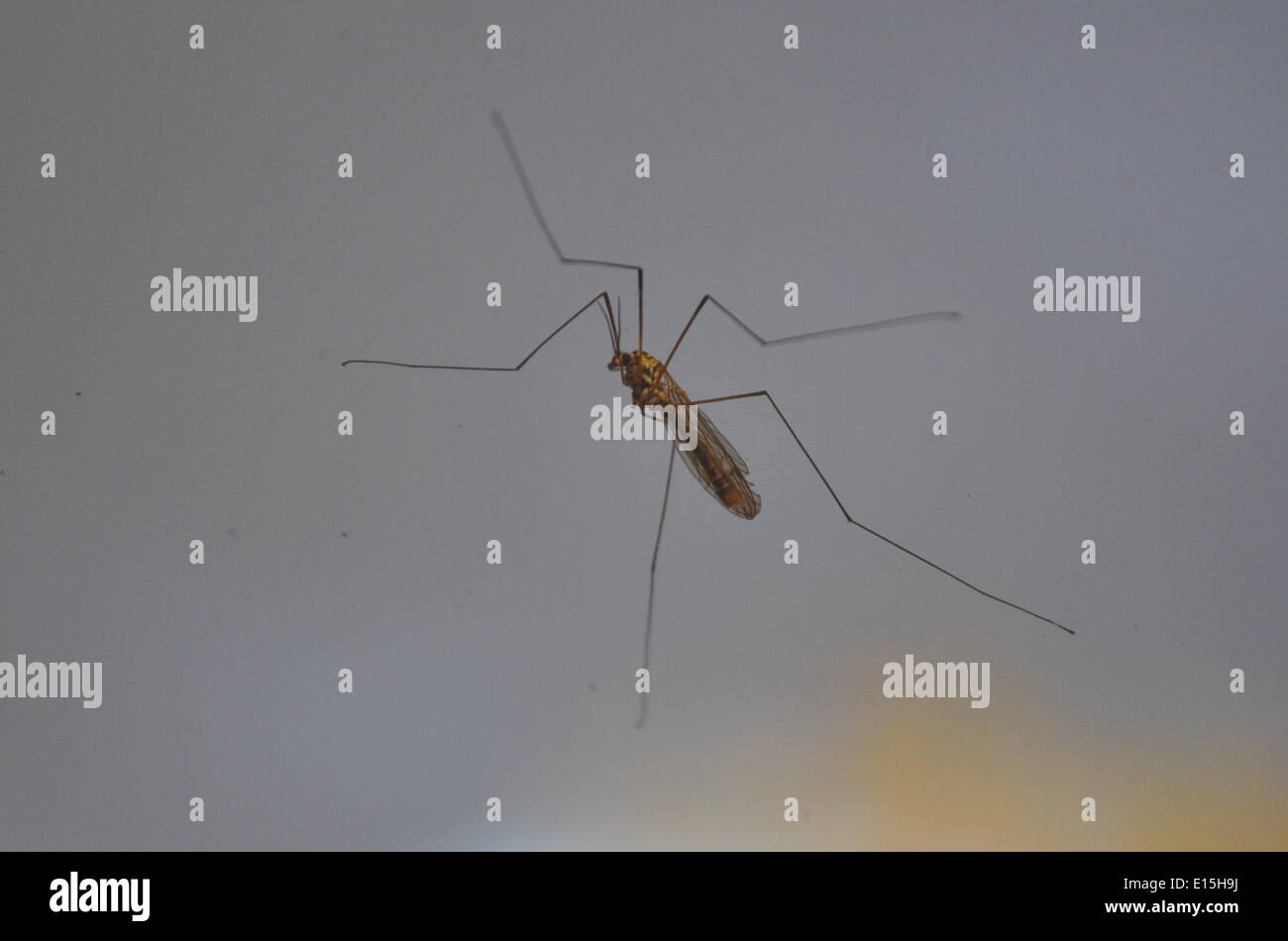 Mosquito insects hi-res stock photography and images - Alamy
