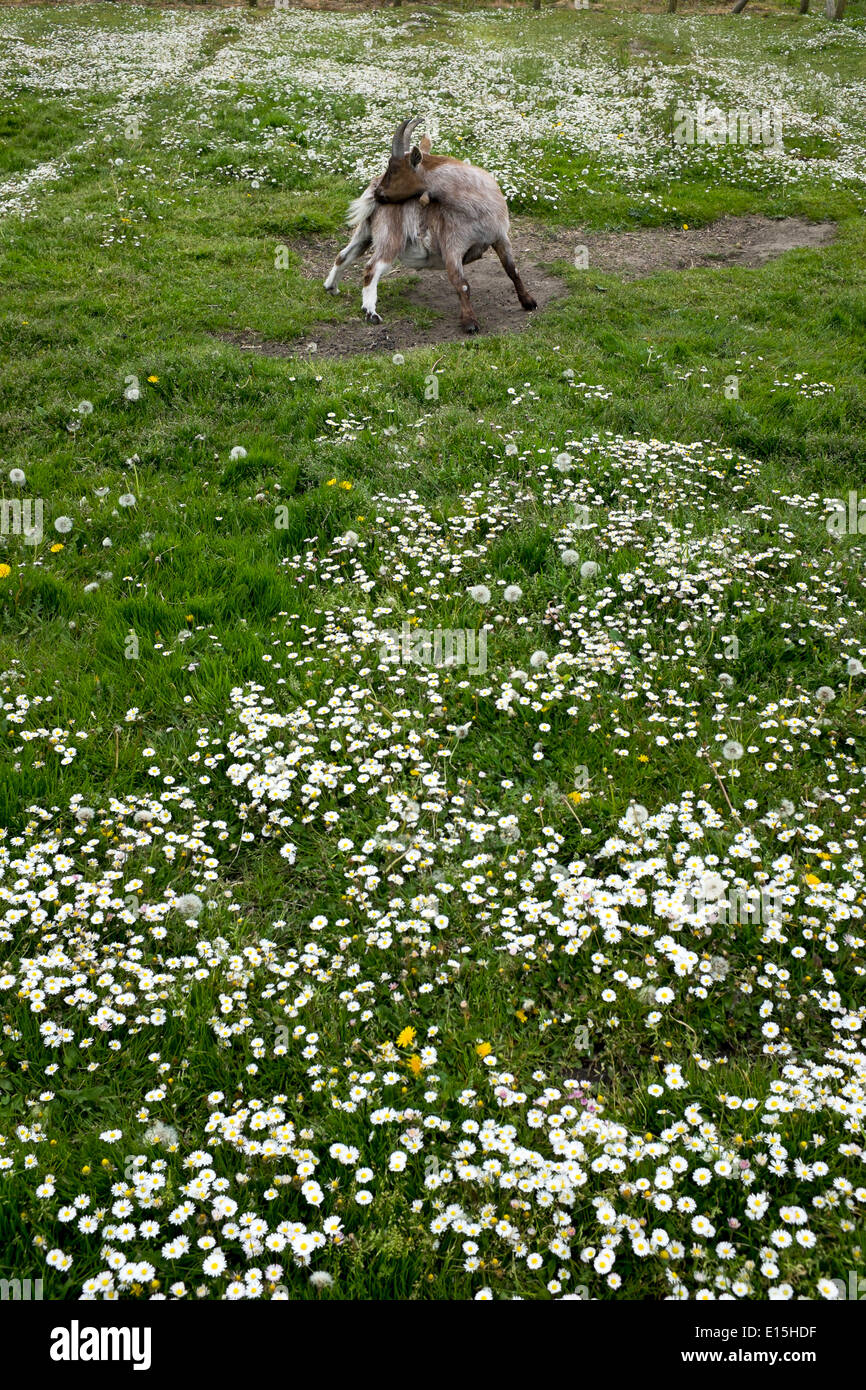 Young Goat Scratching Itself Stock Photo - Alamy