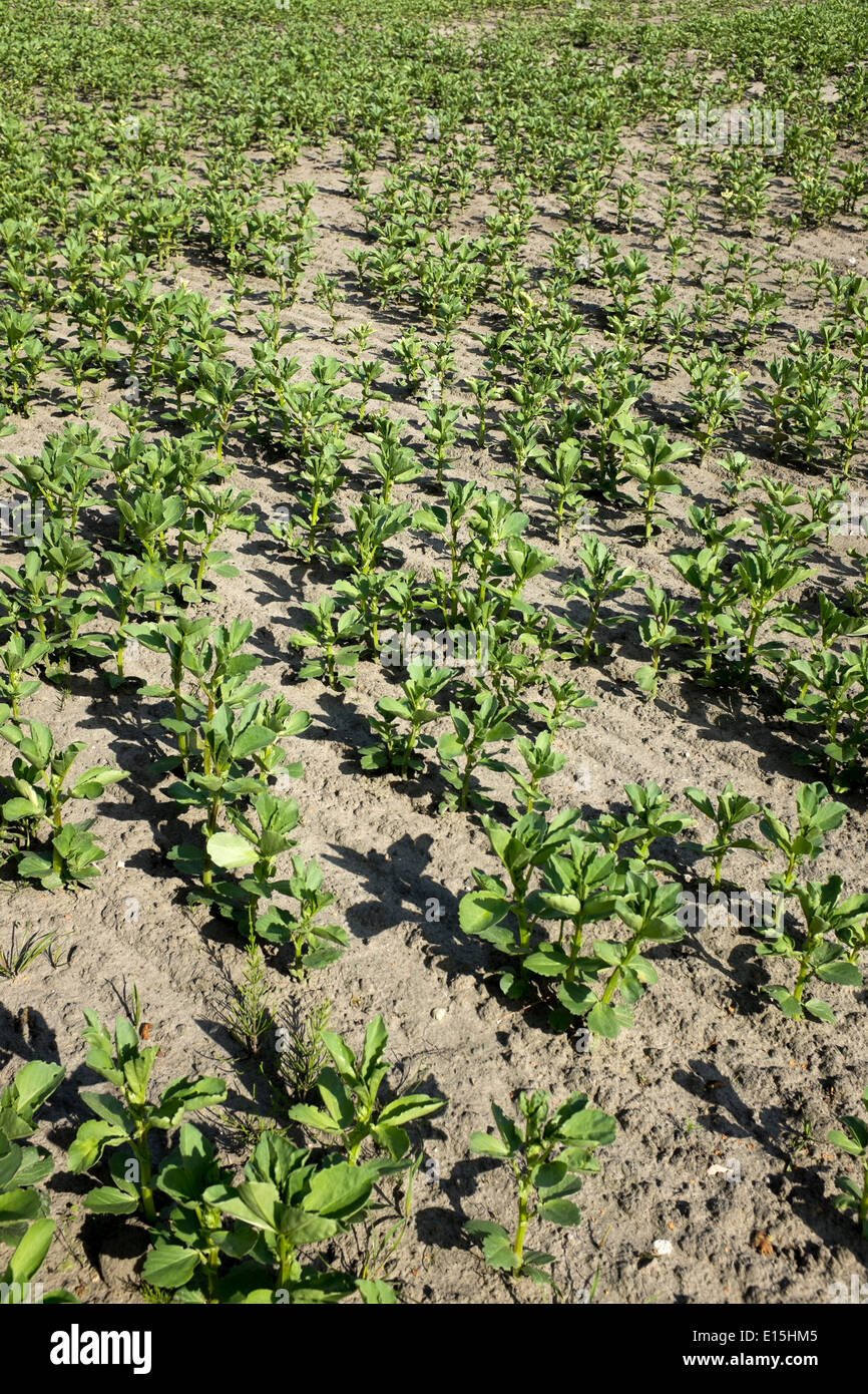 Uk farming beans hi-res stock photography and images - Alamy
