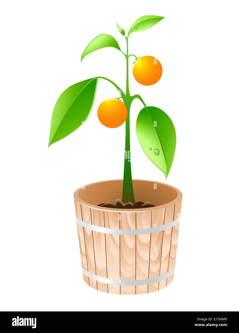 orange tree in a wooden tub isolated on a white background Stock Photo ...