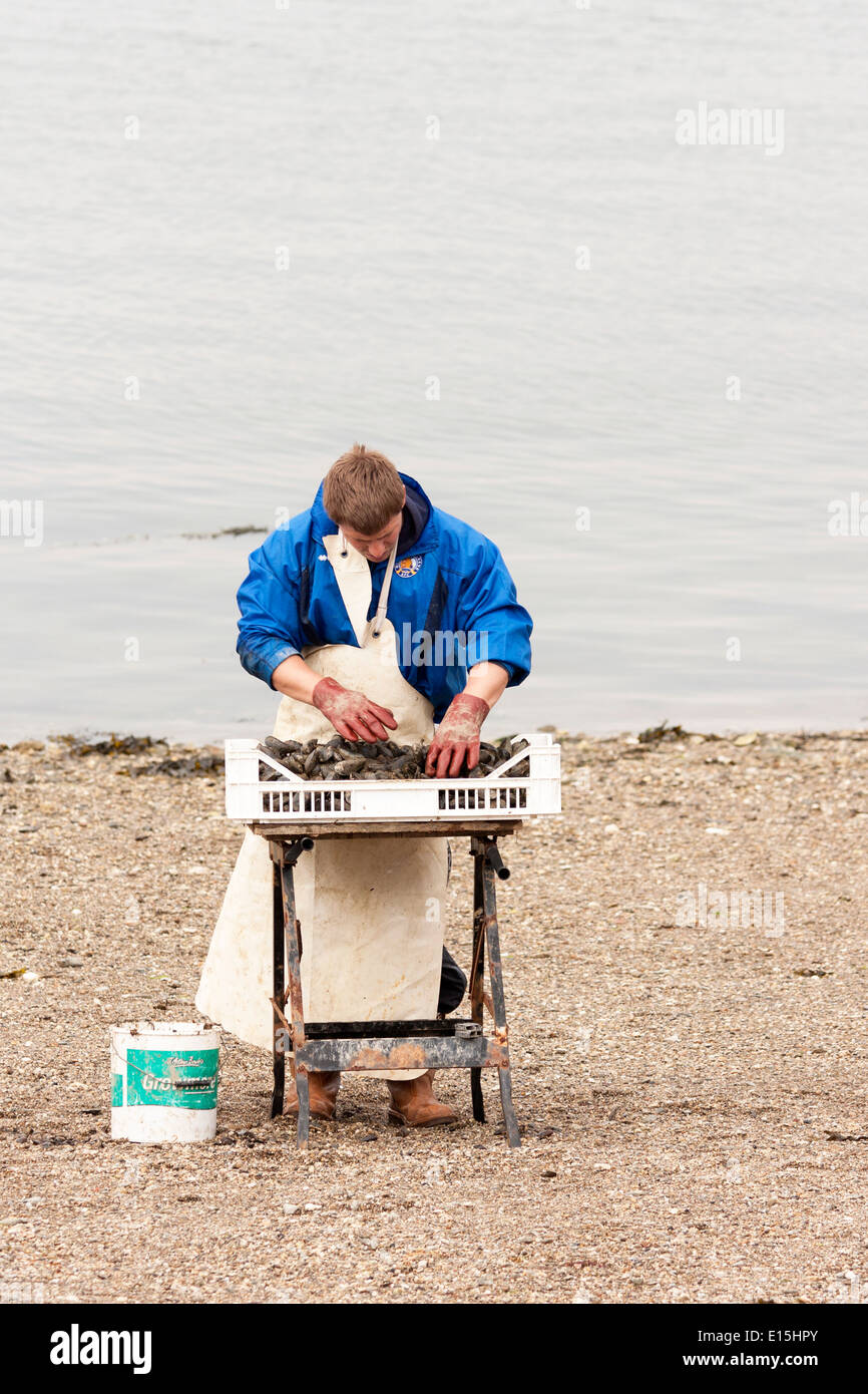 Cornish fisherman sorting out his mussel catch on a beach ready for ...
