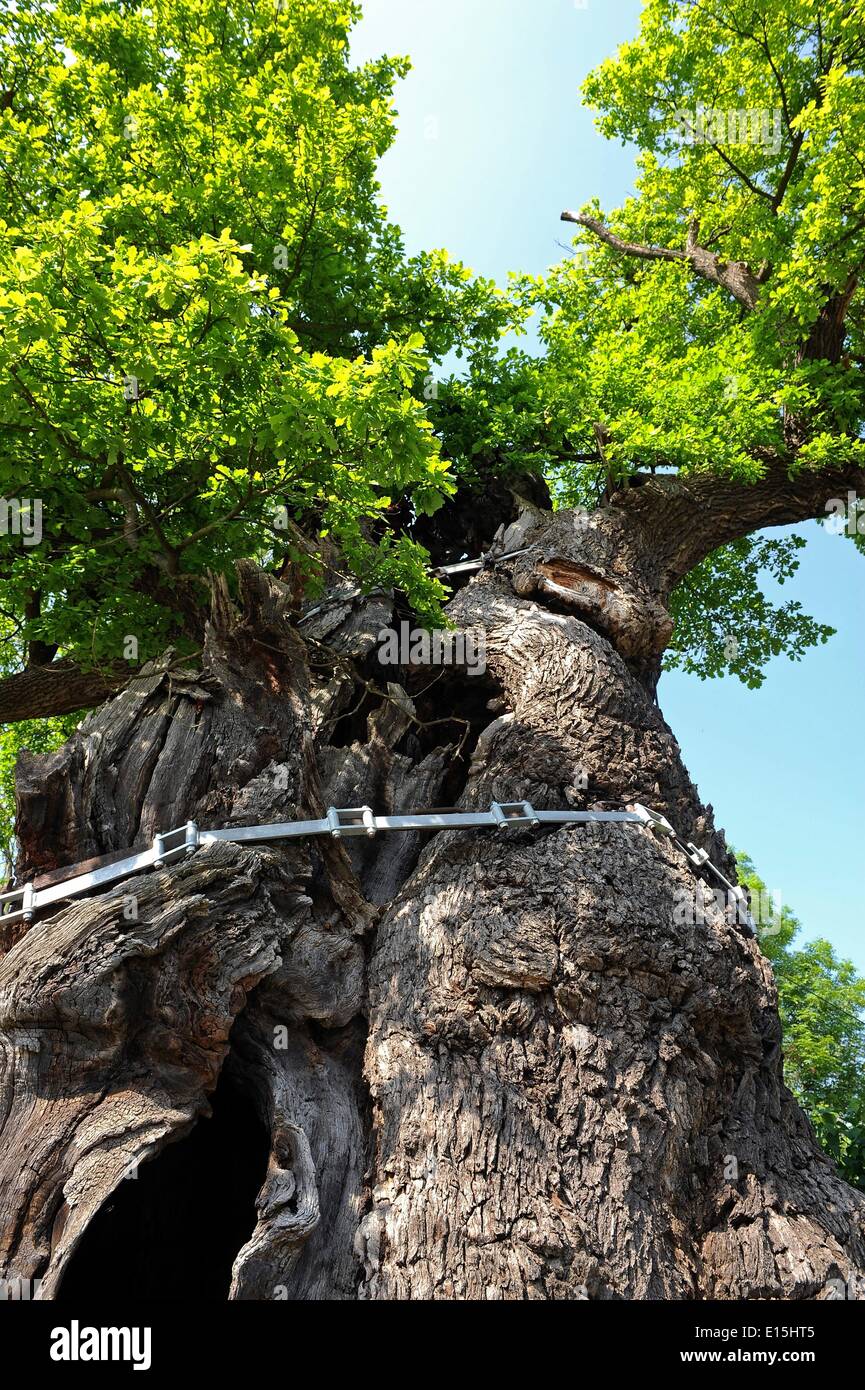1000 year old oak tree hi-res stock photography and images - Alamy