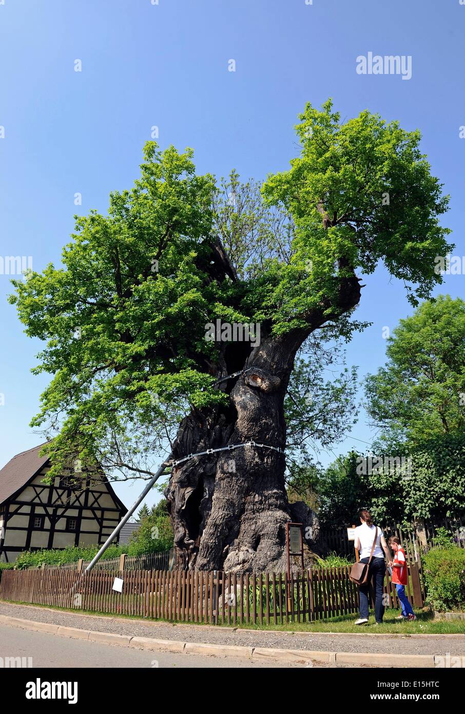 1000 year old oak tree hi-res stock photography and images - Alamy