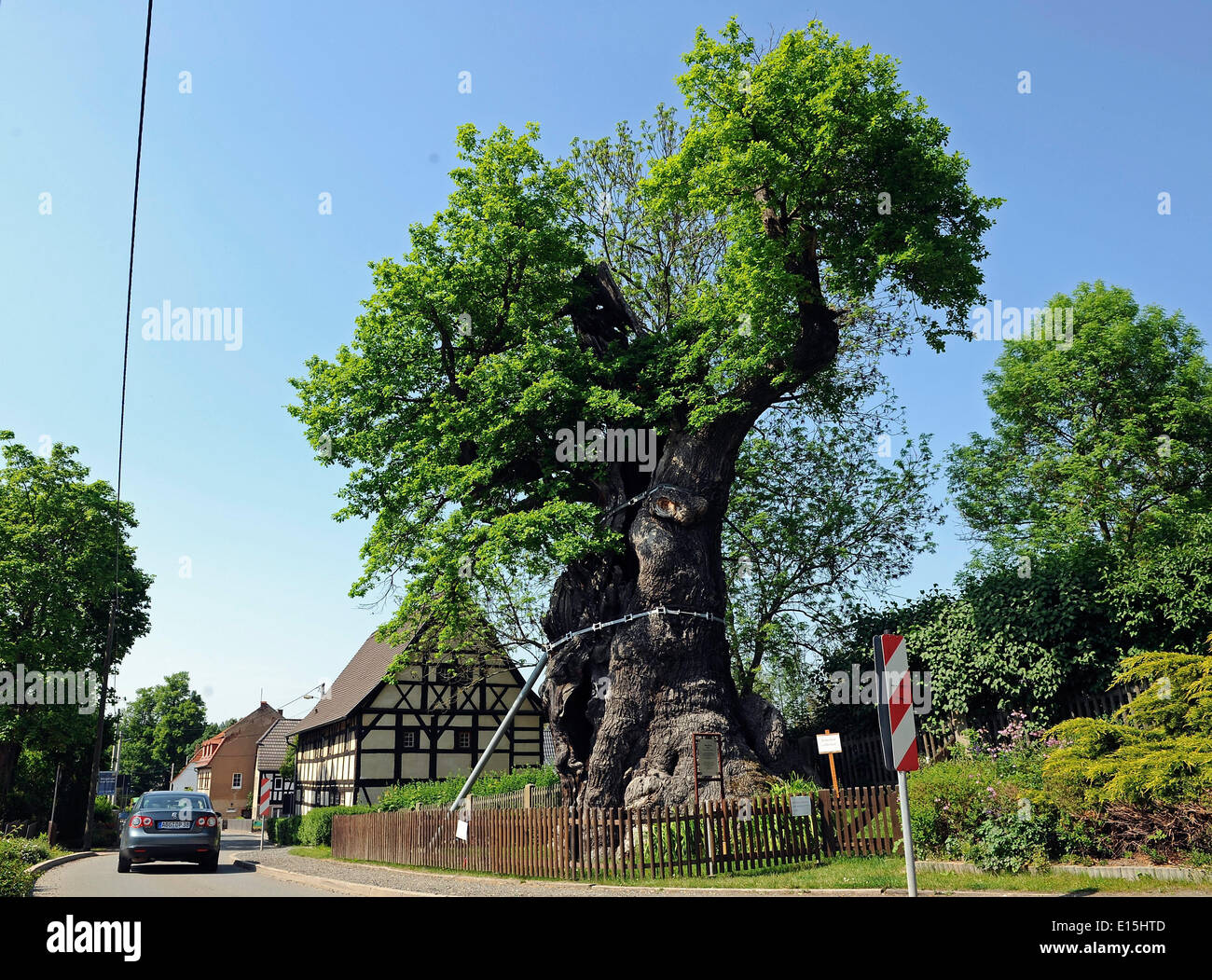 1000 year old oak tree hi-res stock photography and images - Alamy