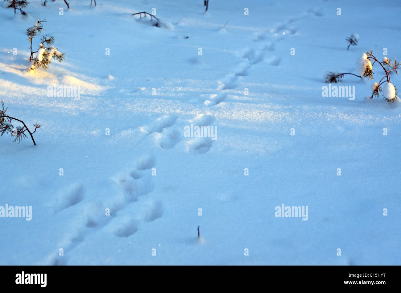 Rabbit hare footprint trail hi-res stock photography and images - Alamy