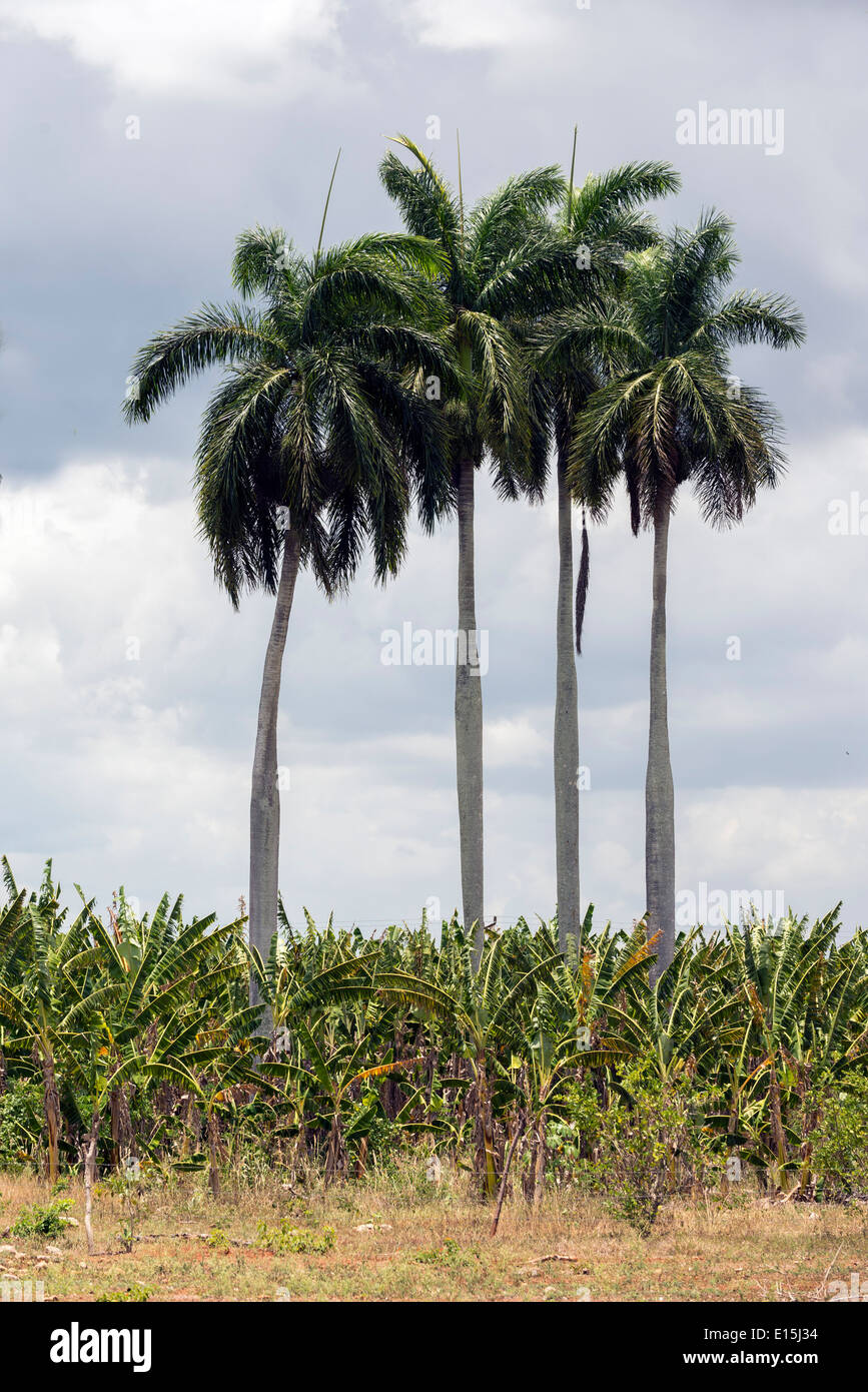 Fruit tree plantation hi-res stock photography and images - Alamy