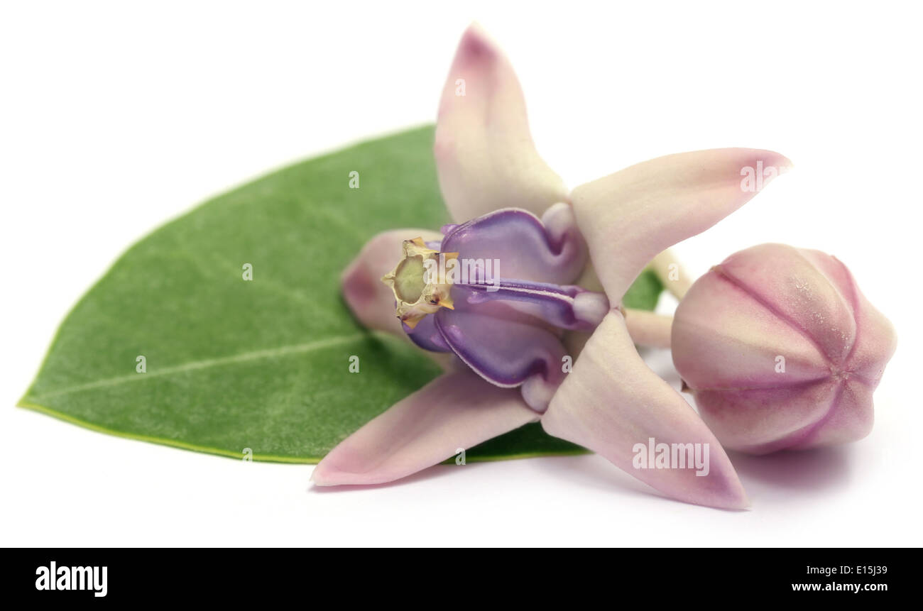 Medicinal Crown flower with green leaf Stock Photo - Alamy