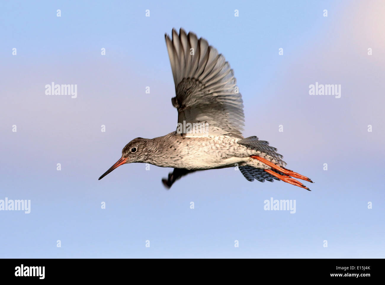 Redshank in flight blue sky hi-res stock photography and images - Alamy