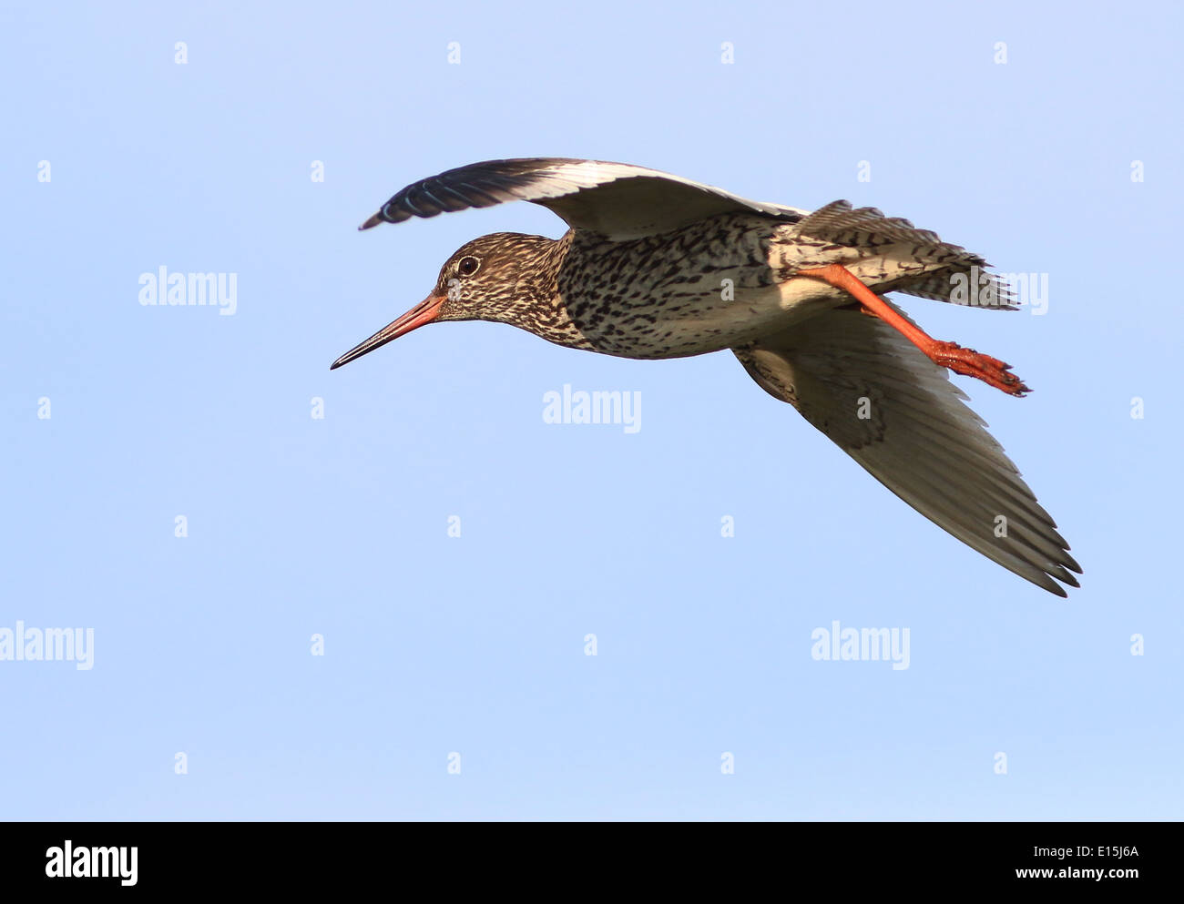 Redshank in flight blue sky hi-res stock photography and images - Alamy