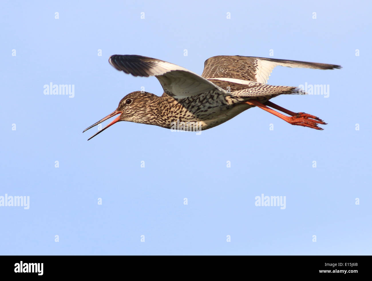 Close-up of a Eurasian Common Redshank (Tringa totanus) in flight ...