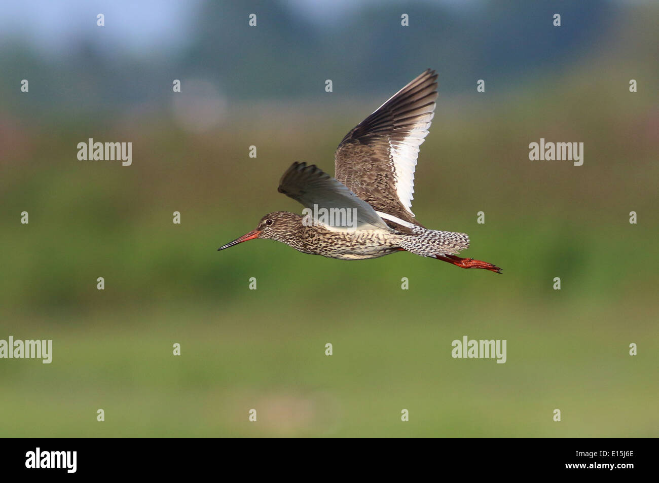 Eurasian Common Redshank (Tringa totanus) in flight Stock Photo - Alamy