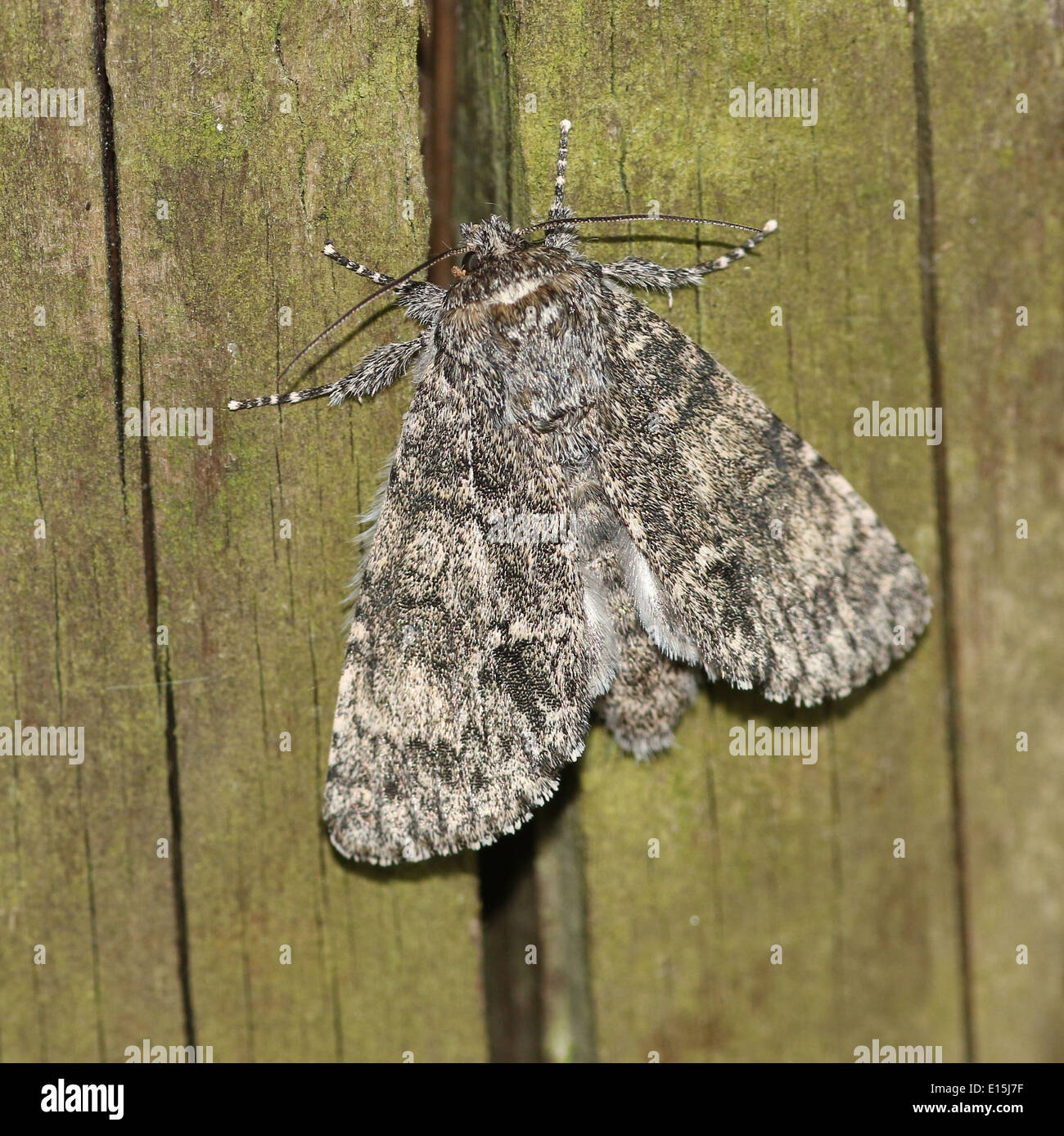 Close-up of a Poplar Grey Moth (Subacronicta megacephala Stock Photo ...