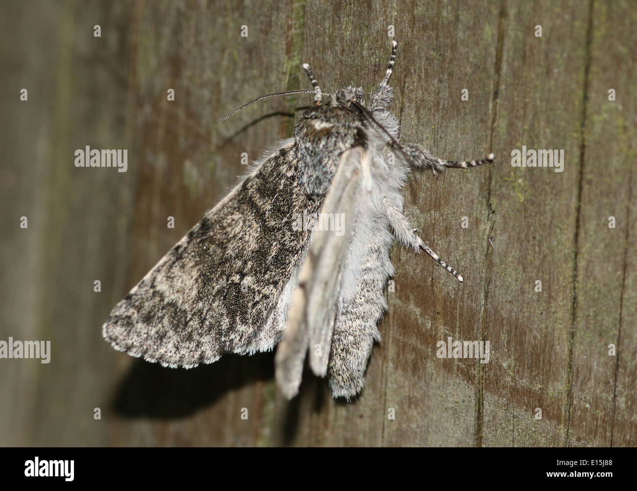 Poplar grey moth hi-res stock photography and images - Alamy