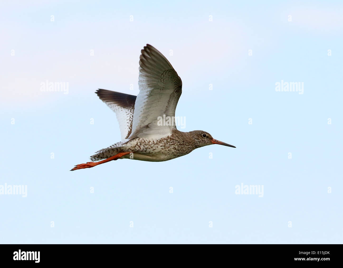 Redshank in flight blue sky hi-res stock photography and images - Alamy