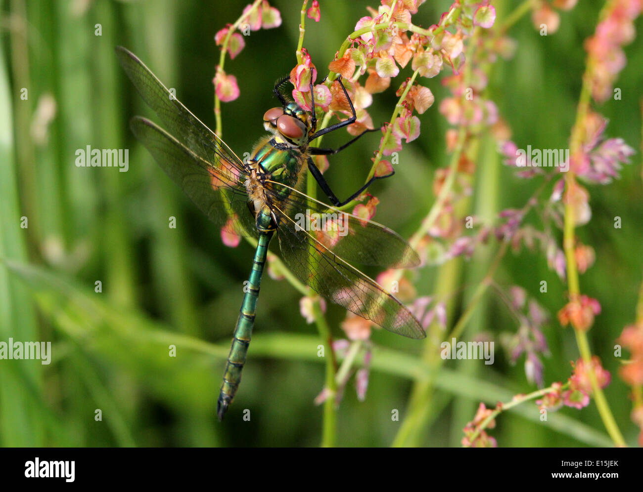 Detailed macro image of a Downy Emerald dragonfly (Cordulia aenea Stock ...