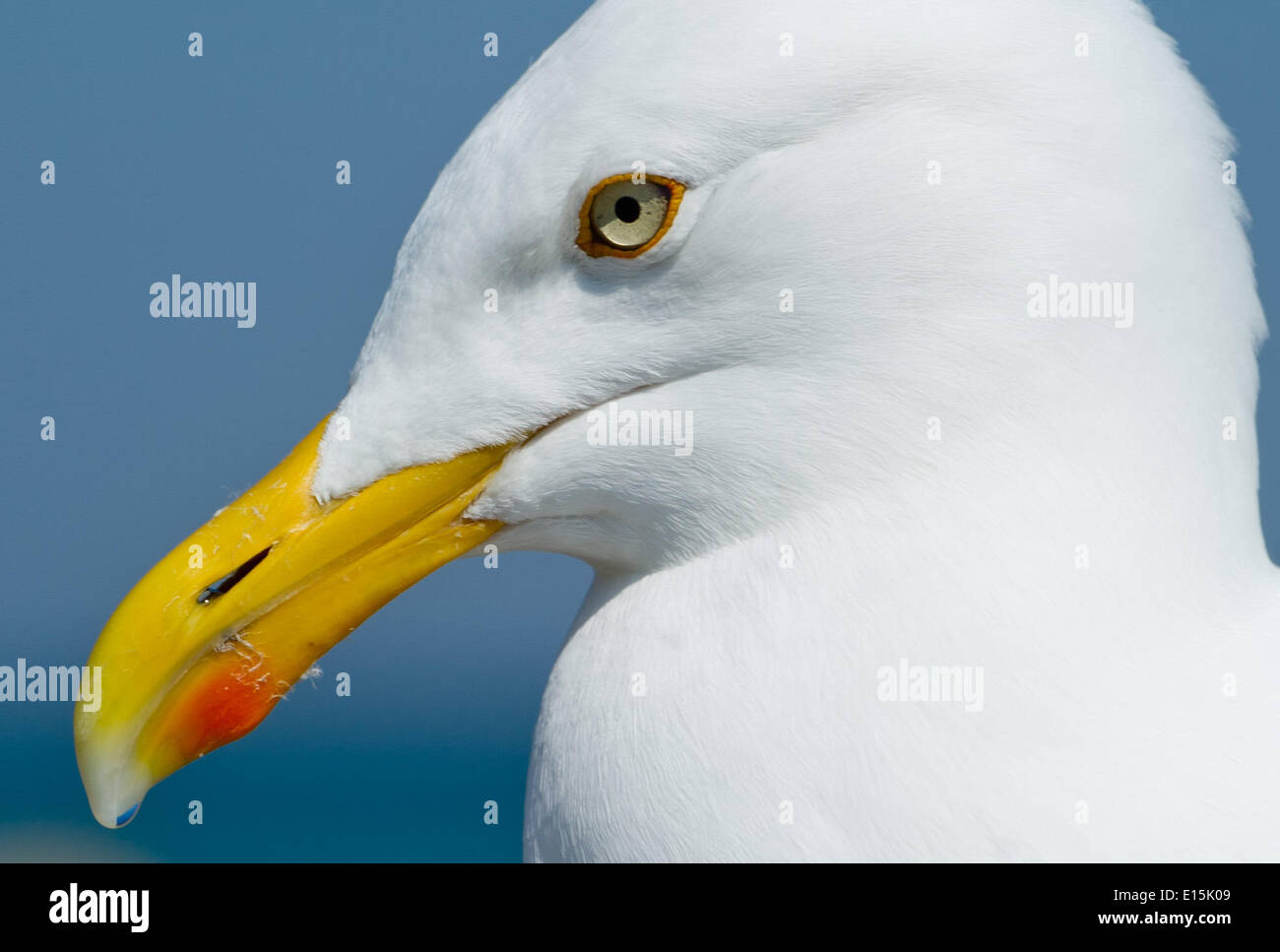 A hering gull (Larus argentatus) at the beach on the isle of Rugen at ...