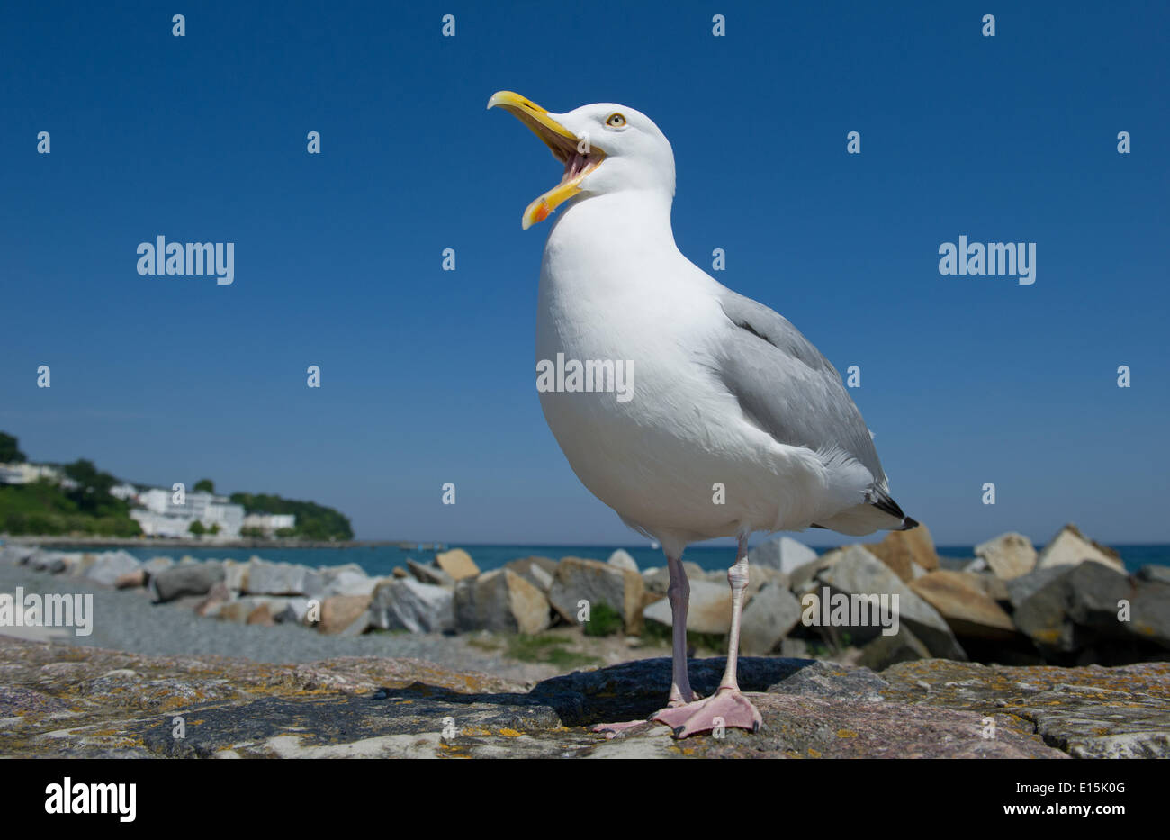 A hering gull (Larus argentatus) at the beach on the isle of Rugen at ...