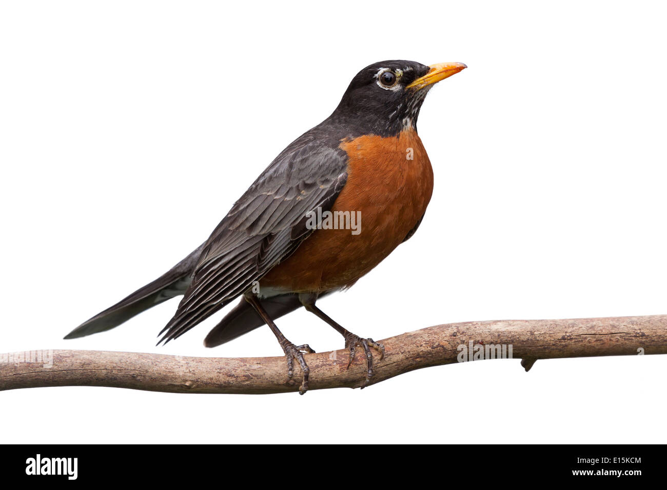 American robin on branch Cut Out Stock Images & Pictures - Alamy