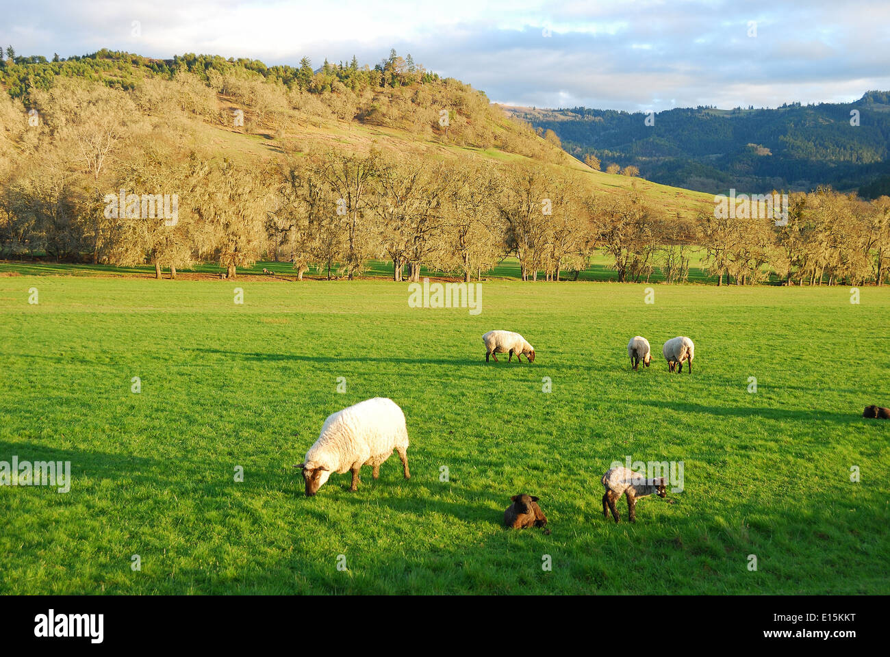 New spring lambs on the in green pastures on a sheep ranch in Oregon ...