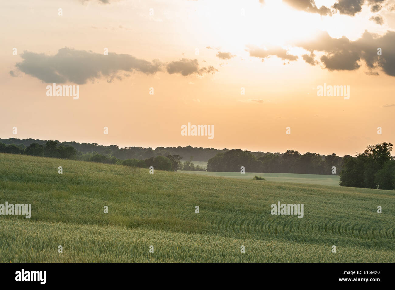 Wheat field at sunset Stock Photo - Alamy
