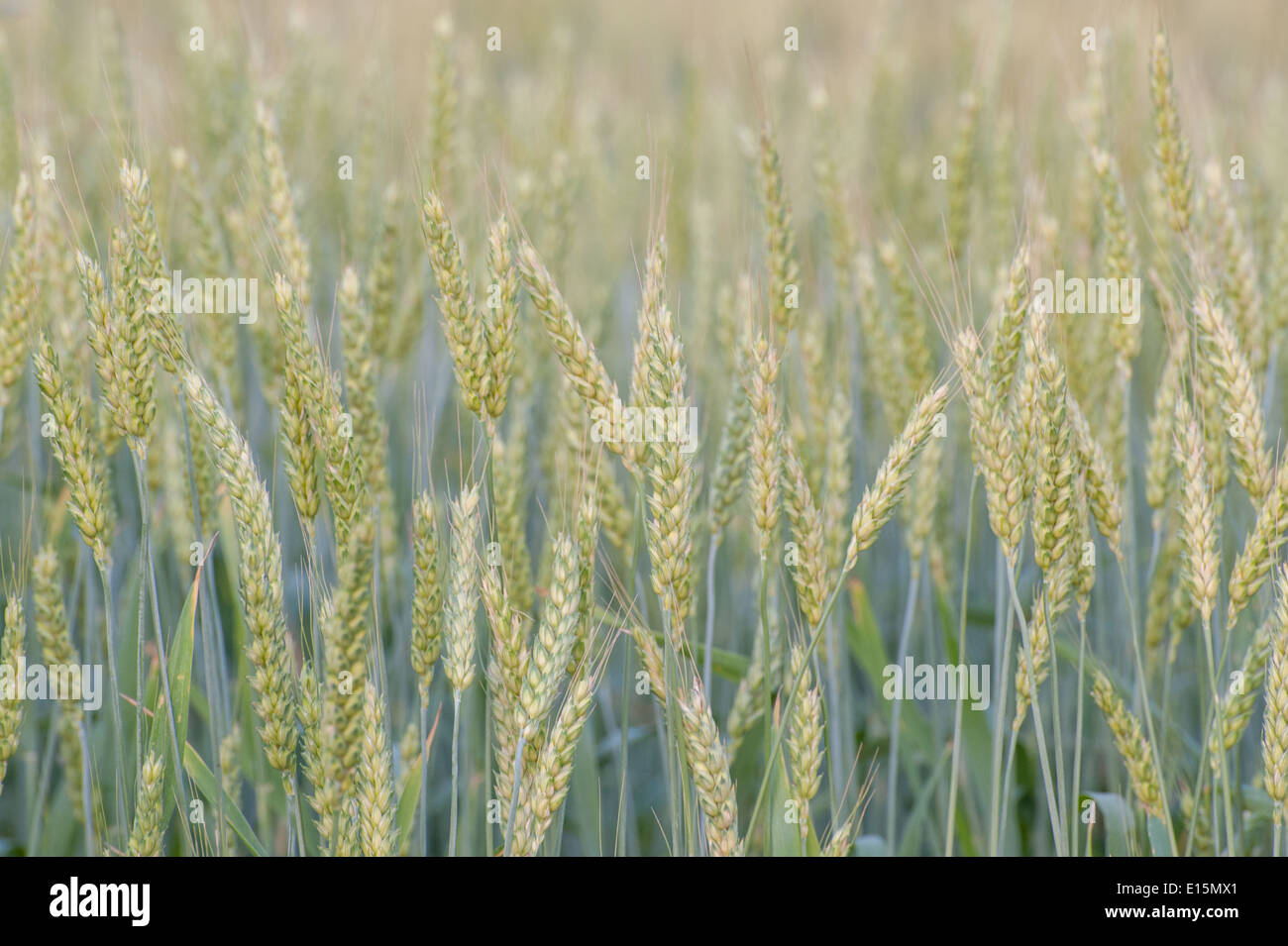 Mature wheat field at Sunset ready for harvest Stock Photo - Alamy