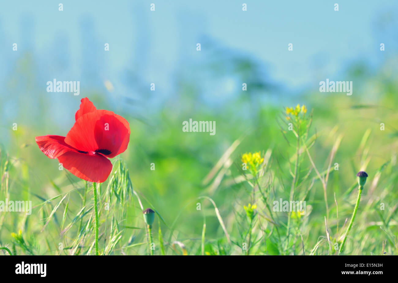 Corn poppy in flower hi-res stock photography and images - Alamy