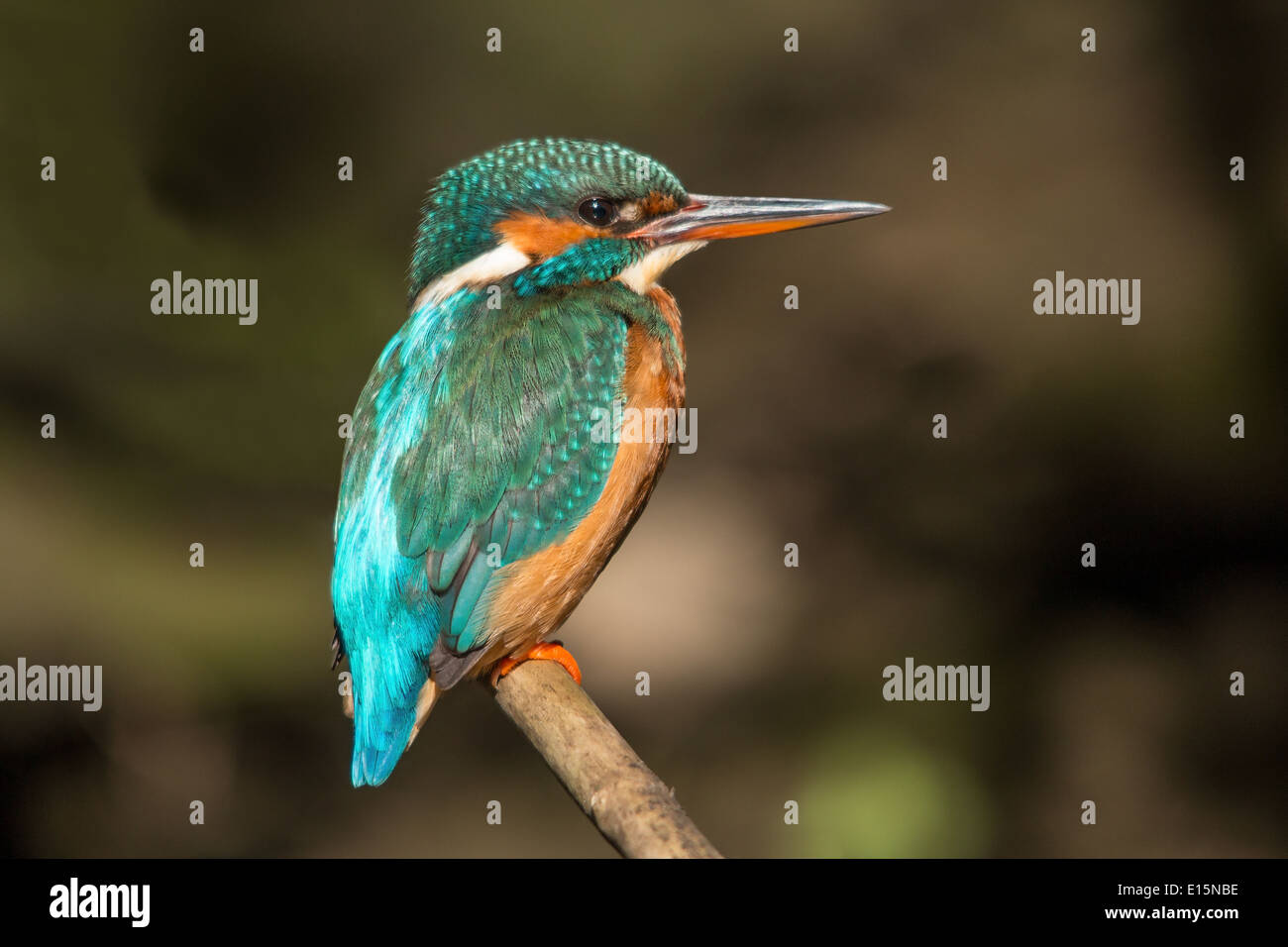 kingfisher female alcedo atthis Stock Photo - Alamy