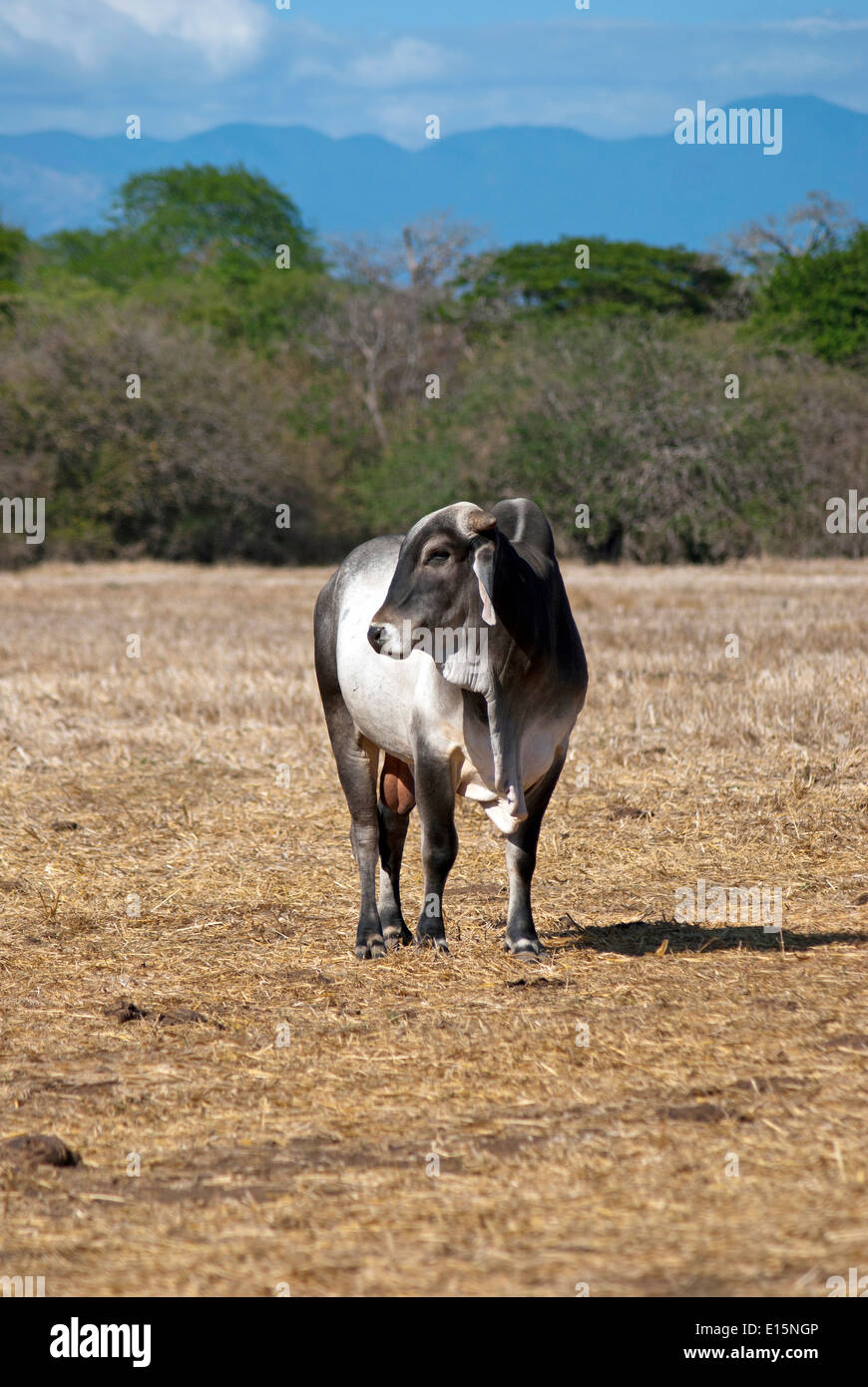 Brahman breed of cattle hi-res stock photography and images - Alamy